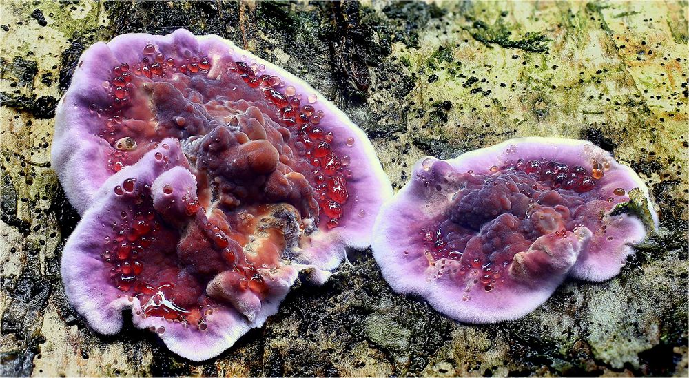 lila...... Foto & Bild | pilze, wald, makro Bilder auf fotocommunity