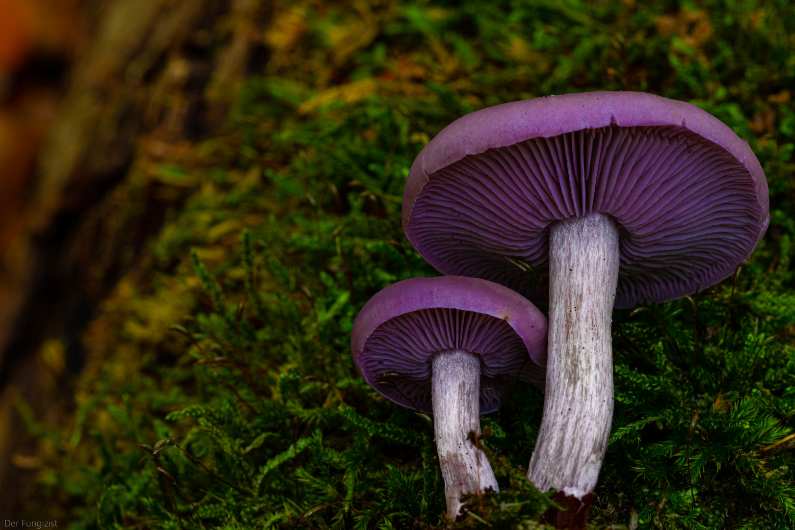 Lila am Waldboden Foto & Bild | pflanzen, pilze & flechten, landschaft ...