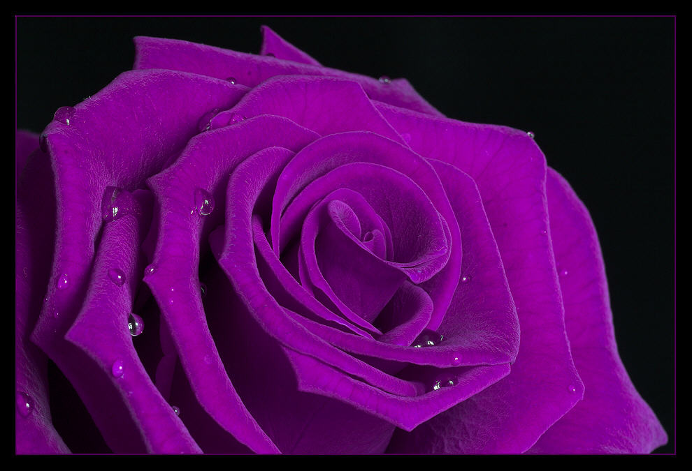 Lila Foto & Bild | pflanzen, pilze & flechten, blüten- & kleinpflanzen ...