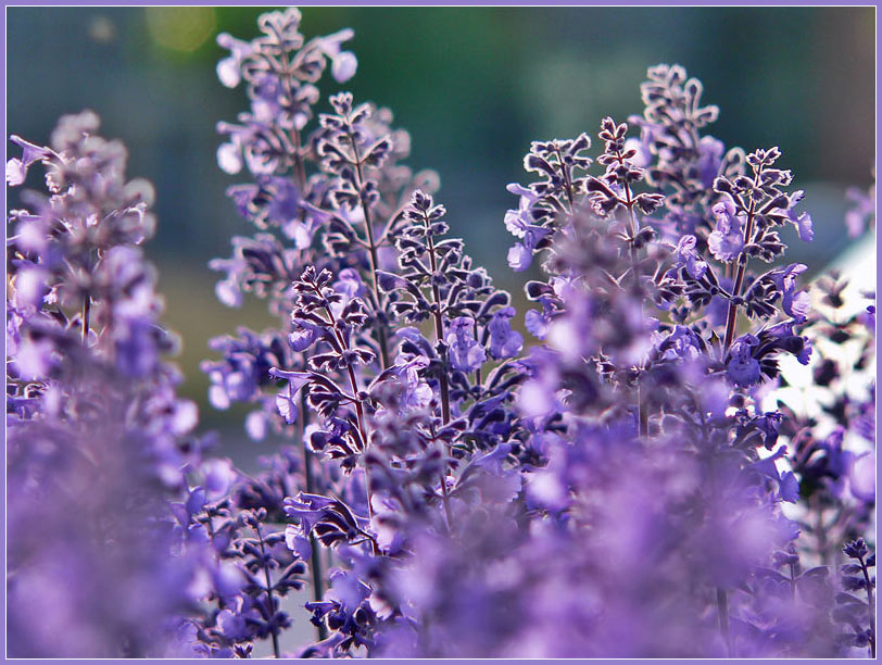 lila Foto & Bild | emotionen, spezial Bilder auf fotocommunity