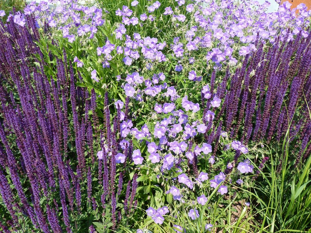 Lila Blumen Foto & Bild | blumen , natur, blume Bilder auf fotocommunity