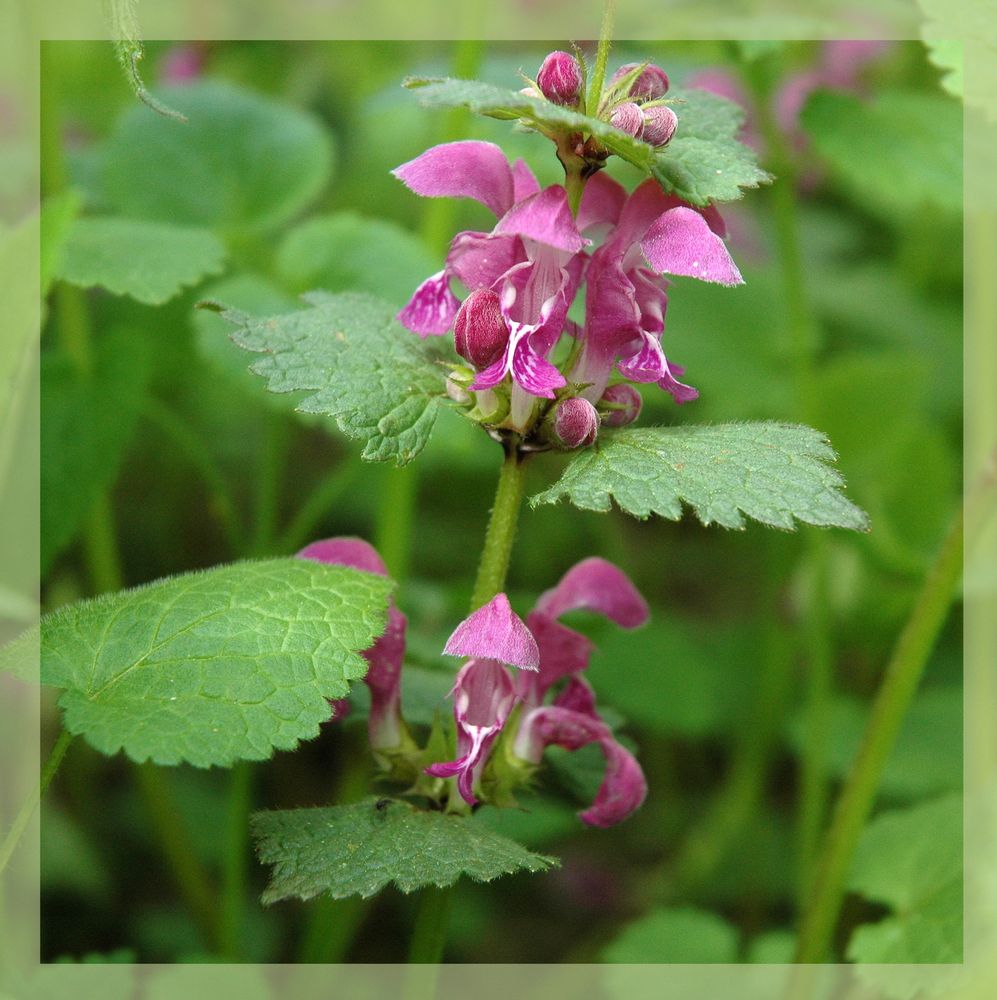 lila Brennessel Foto & Bild | pflanzen, pilze & flechten, blüten ...