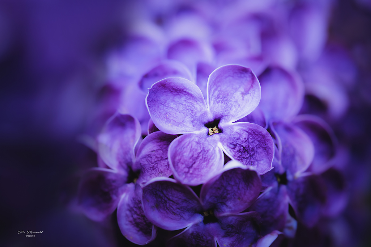 ...lila... Foto & Bild | natur, blumen, pflanzen Bilder auf fotocommunity ...lila... Foto & Bild | natur, blumen, pflanzen Bilder auf fotocommunity
