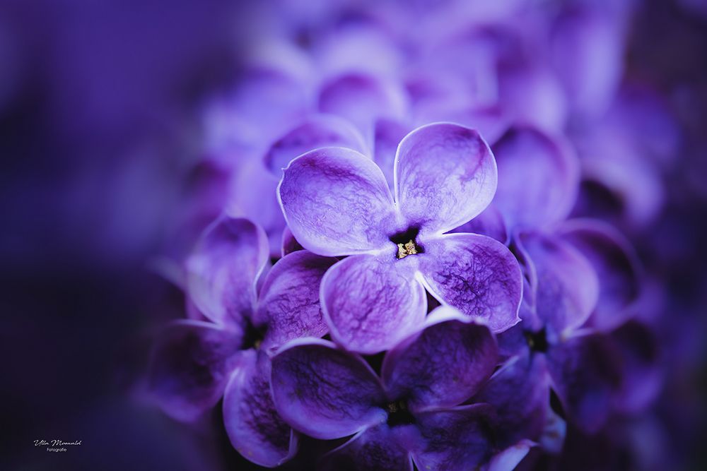 ...lila... Foto & Bild | natur, blumen, pflanzen Bilder auf fotocommunity