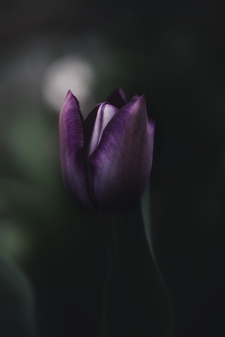 lila ... Foto & Bild | lila, licht, natur Bilder auf fotocommunity