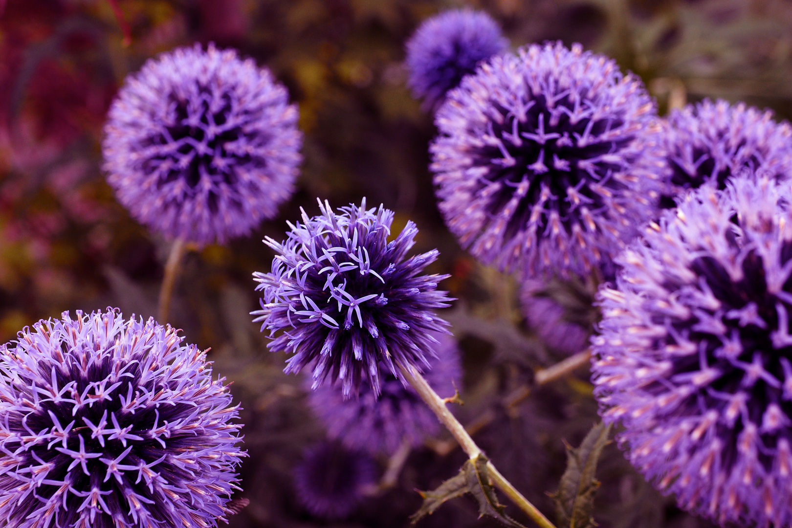 lila Foto & Bild | blumen, motive, natur Bilder auf fotocommunity lila Foto & Bild | blumen, motive, natur Bilder auf fotocommunity