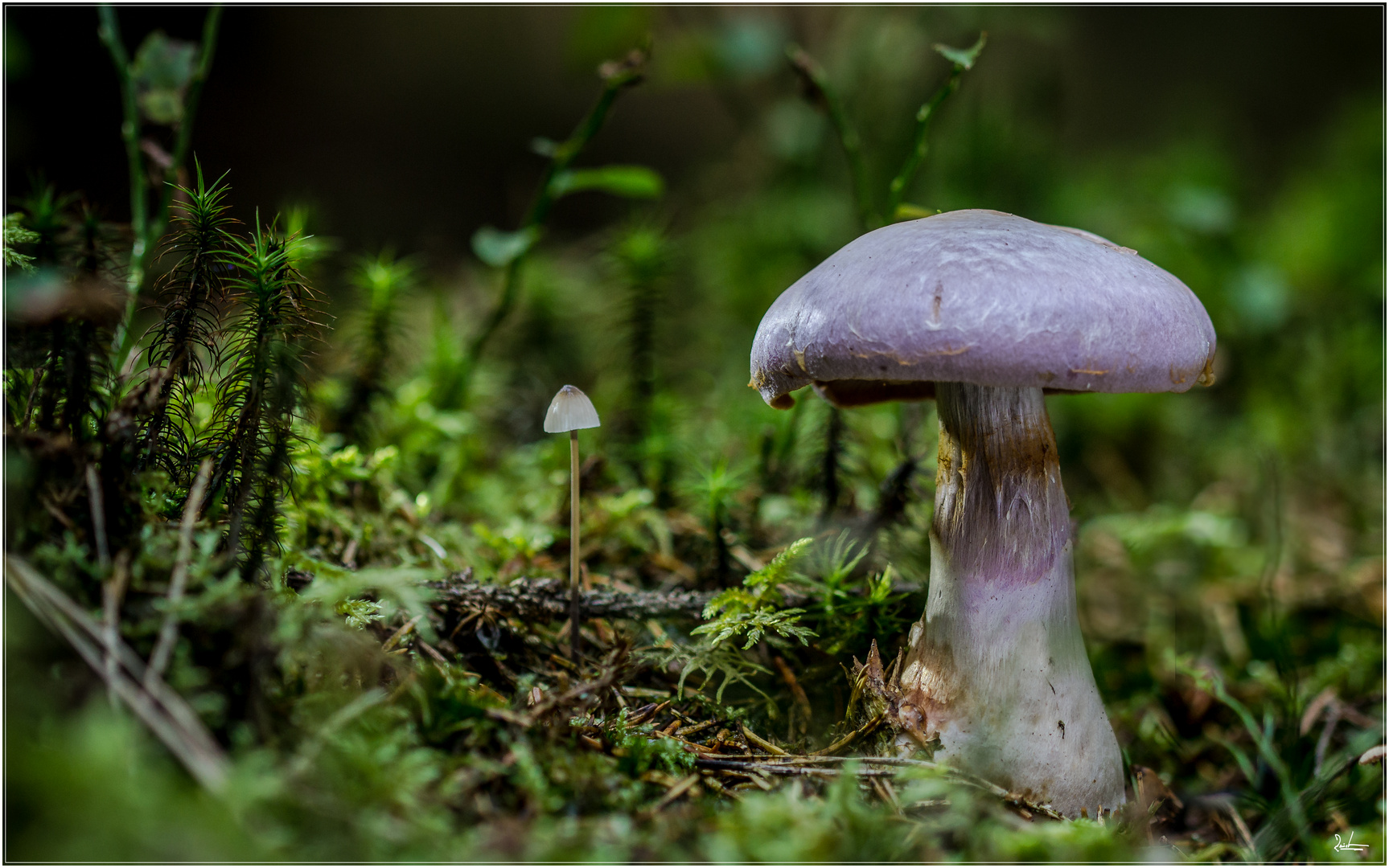 Lila Dickfuß II Foto & Bild | pflanzen, pilze & flechten, pilze ...