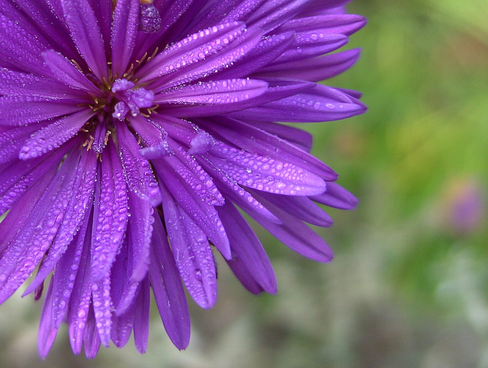 Lila - die Farbe der... Foto & Bild | the secret life ..., natur Bilder ...