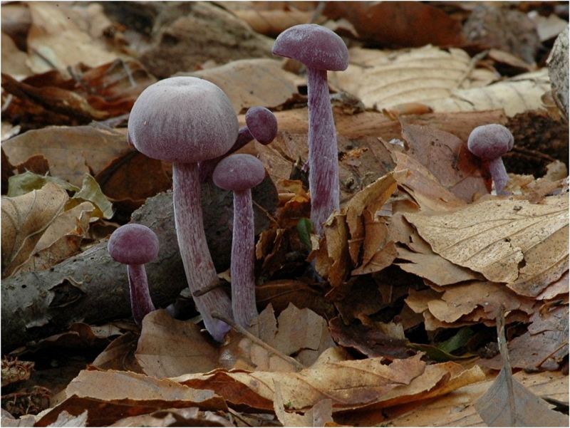 Lila Foto & Bild | pflanzen, pilze & flechten, pilze & flechten, pilze ...