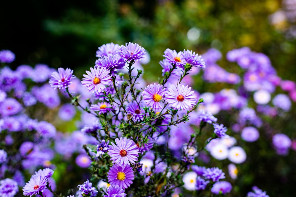 lila Foto & Bild | deutschland, europe, bayern Bilder auf fotocommunity