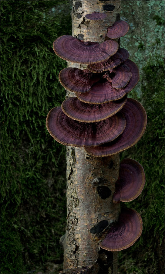 Lila Foto & Bild | pflanzen, pilze & flechten, pilze & flechten, natur ...