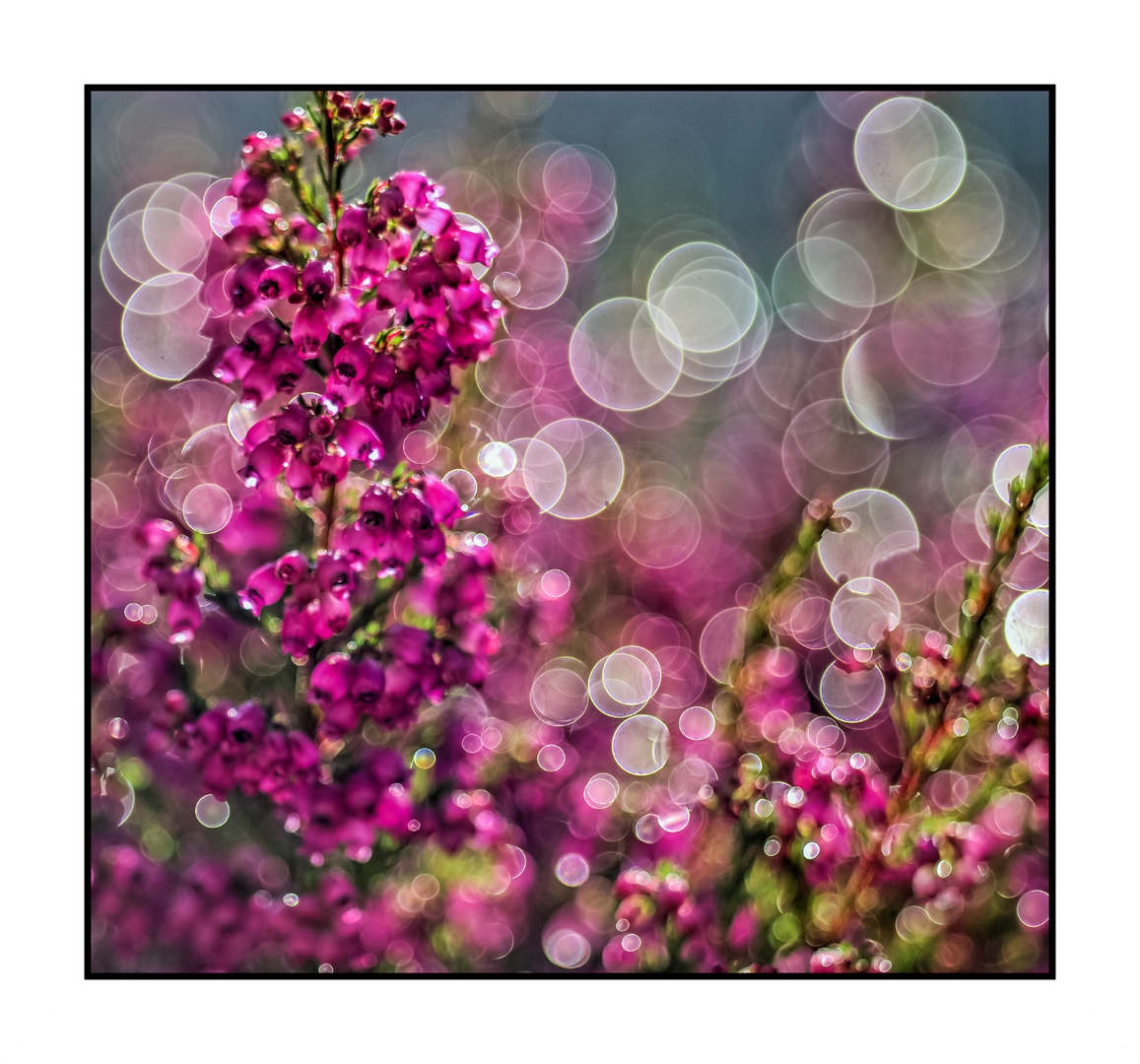 "Lila" Foto & Bild | abstraktes, farben, violett lila Bilder auf ...