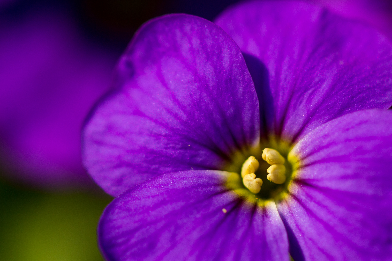 Lila Foto & Bild | pflanzen, pilze & flechten, blüten- & kleinpflanzen ... Lila Foto & Bild | pflanzen, pilze & flechten, blüten- & kleinpflanzen ...