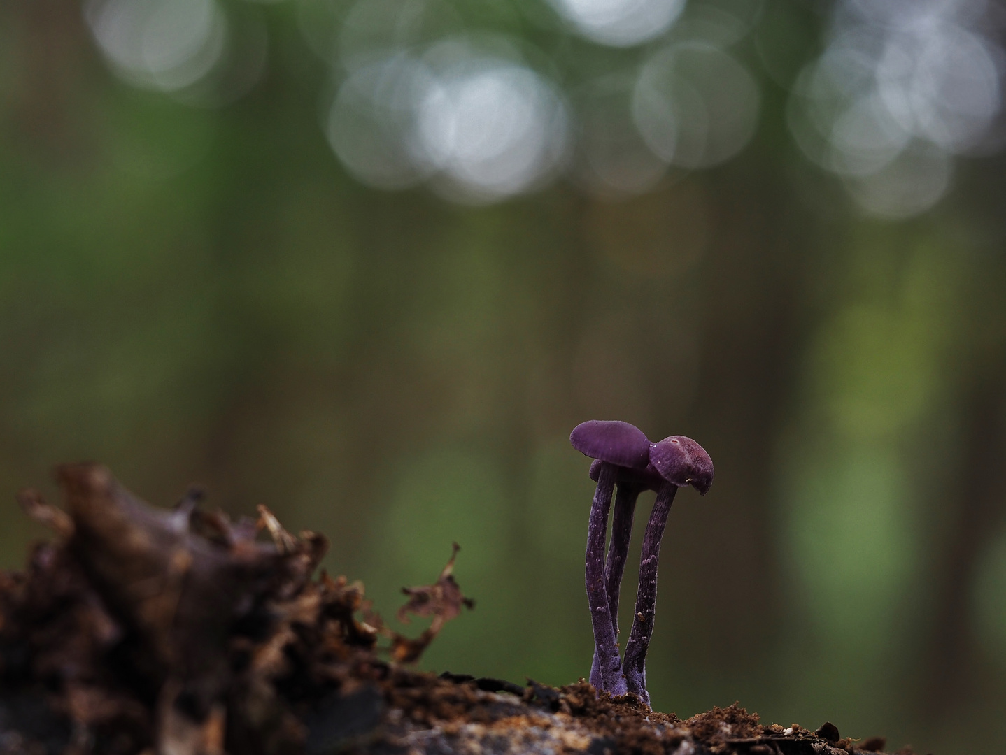 Lila..... Foto & Bild | pflanzen, pilze & flechten, pilze & flechten ...