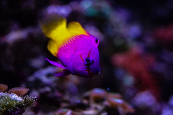 Zoo: Fische Bilder & Fotos