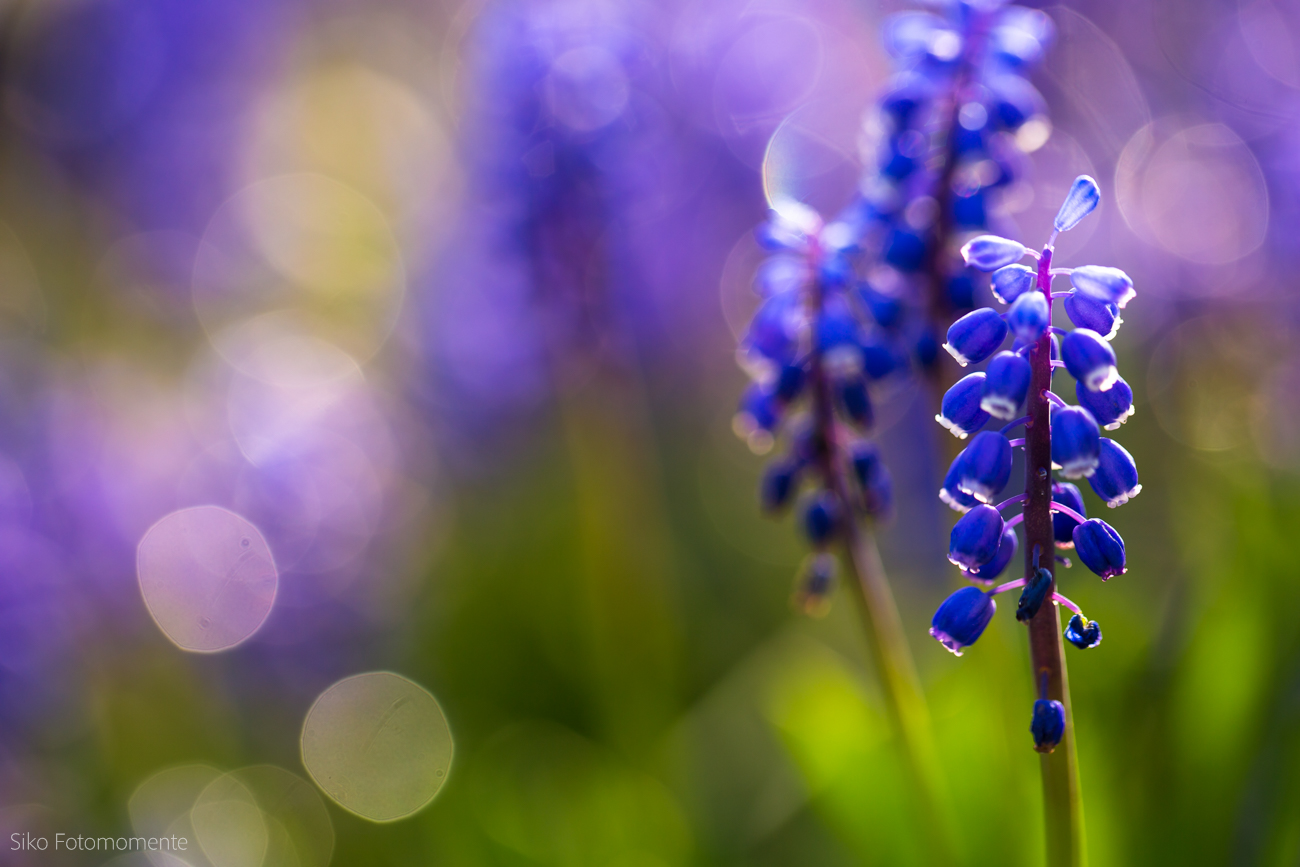 Lila Funkeln Foto & Bild | natur-makros, natur-kreativ ...