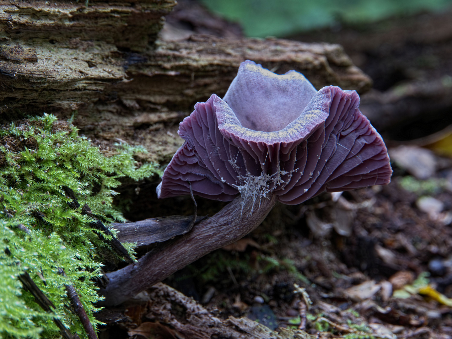 lila Hingucker ... Foto & Bild | natur, pilze, pilze und flechten ...