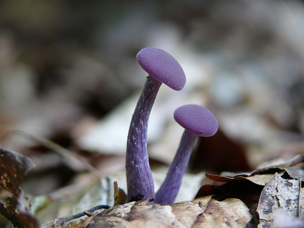 Lila ist in Foto & Bild | pflanzen, pilze & flechten, pilze & flechten ...