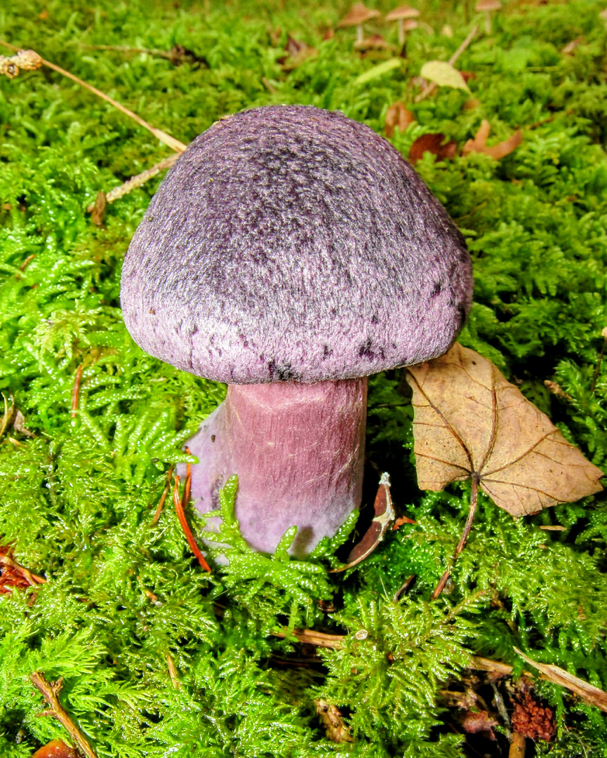 Lila Jungpilz Foto & Bild | pilze Bilder auf fotocommunity