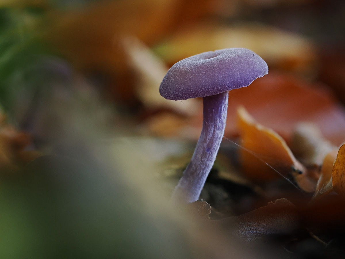 Lila Lacktrichterling Foto & Bild | natur, pilze, lila lacktrichterling ...
