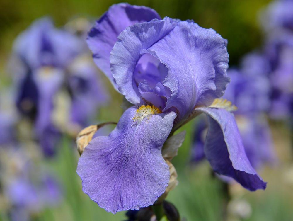 lila Lilie Foto & Bild | Bilder auf fotocommunity