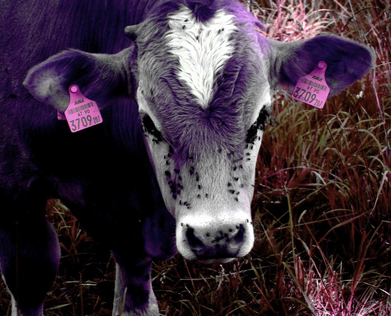 LILA MILKA KUH Foto & Bild | experimente, youth Bilder auf fotocommunity