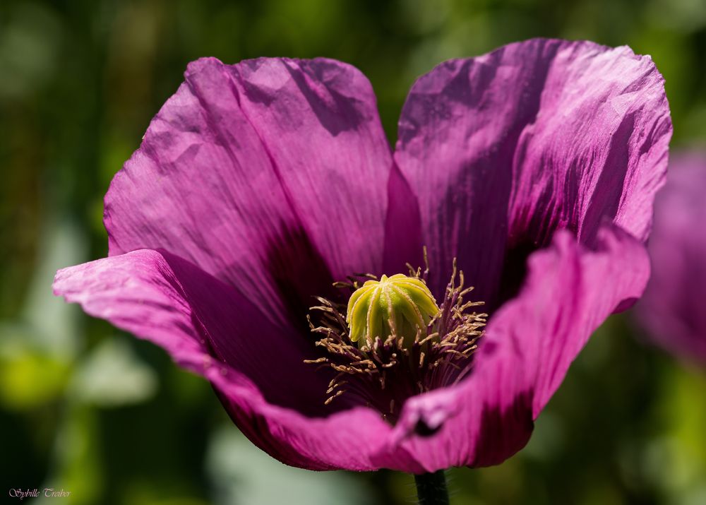 Lila Mohn Foto & Bild | pflanzen, pilze & flechten, blüten ...