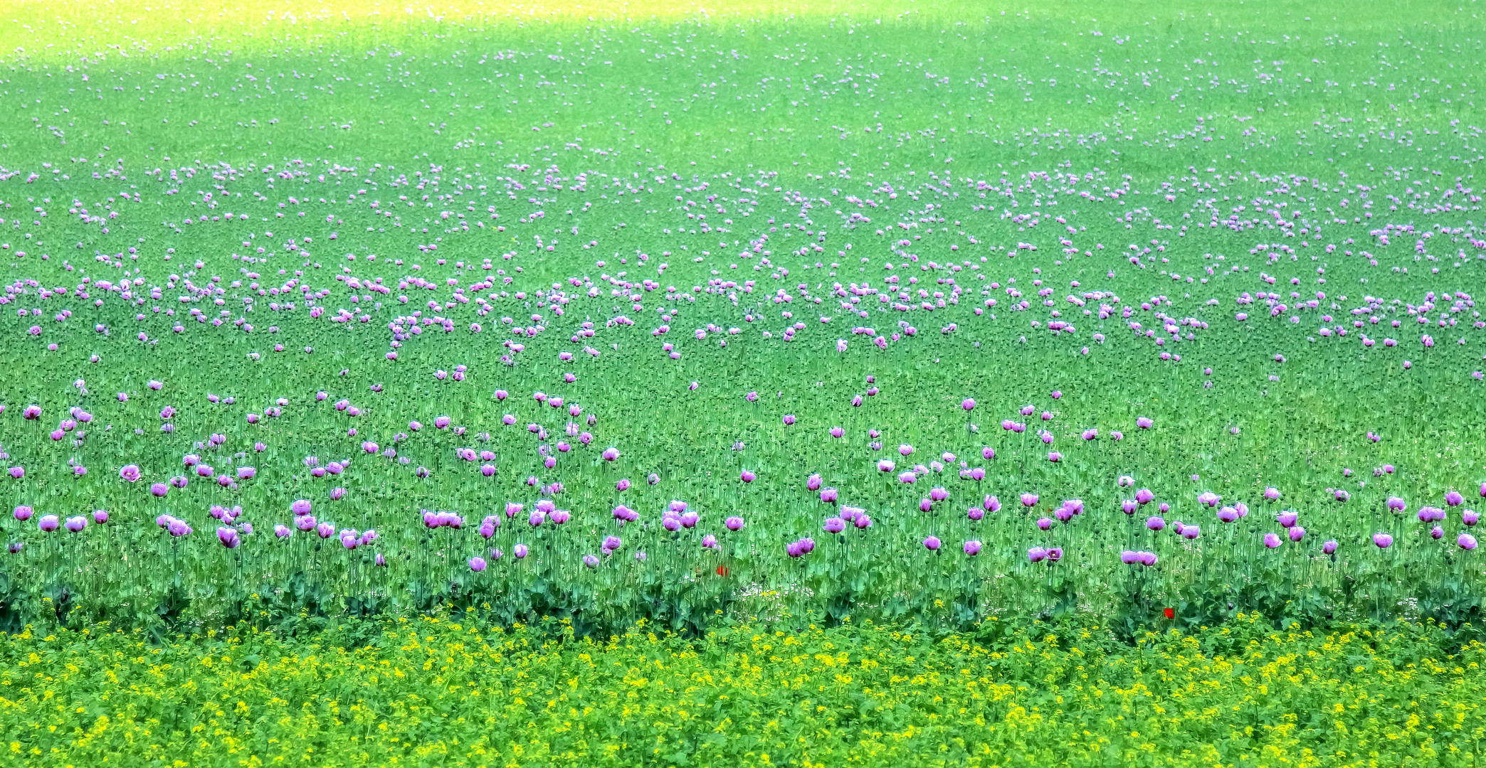 Lila Mohn Foto & Bild | art, spezial, outdoor Bilder auf fotocommunity