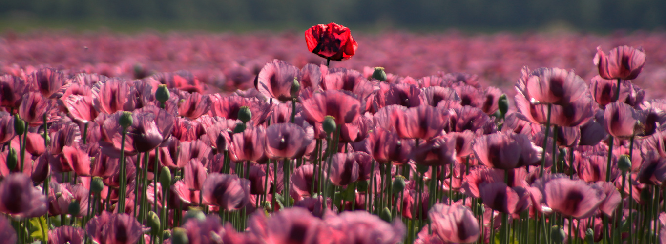 Lila Mohn Foto & Bild | pflanzen, pilze & flechten, getreide und ...