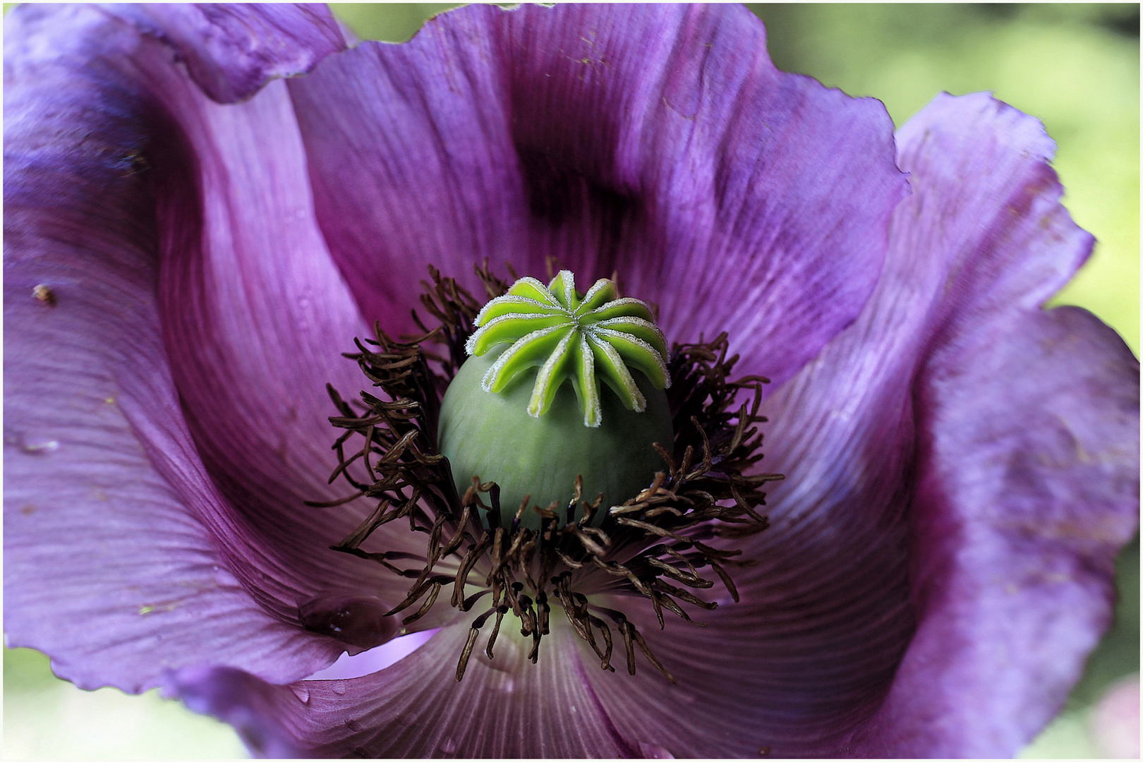 Lila Mohn Foto & Bild | makro, natur, mohn Bilder auf fotocommunity