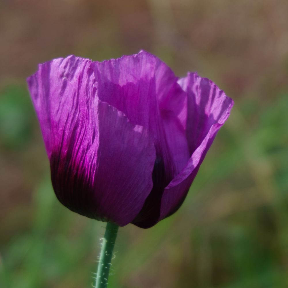 Lila Mohn Foto & Bild | fotos, natur, pflanzen Bilder auf fotocommunity