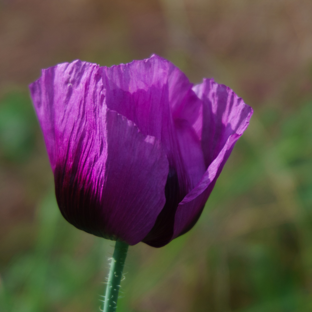 Lila Mohn Foto & Bild | fotos, natur, pflanzen Bilder auf fotocommunity