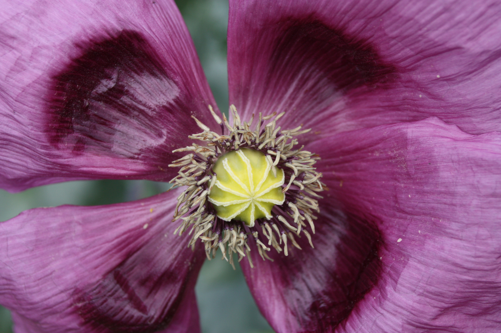 lila Mohn Foto & Bild | makros, natur, mohn Bilder auf fotocommunity