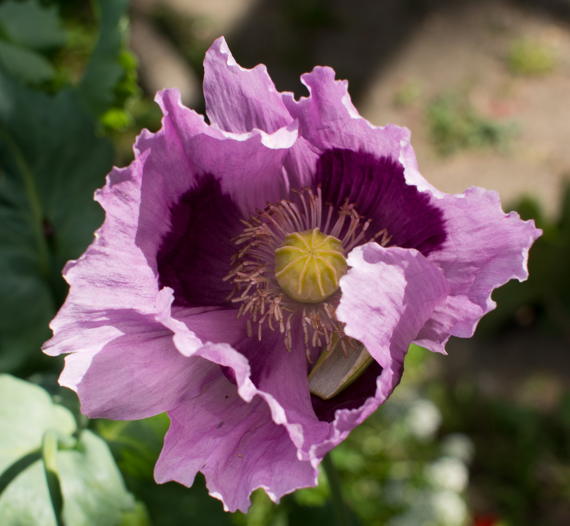 lila mohn Foto & Bild | pflanzen, pilze & flechten, blüten ...