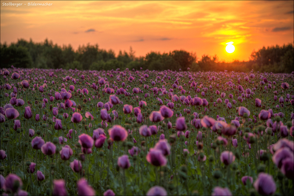Lila Mohn im Abendrot... Foto & Bild | landschaft, Äcker, felder ...