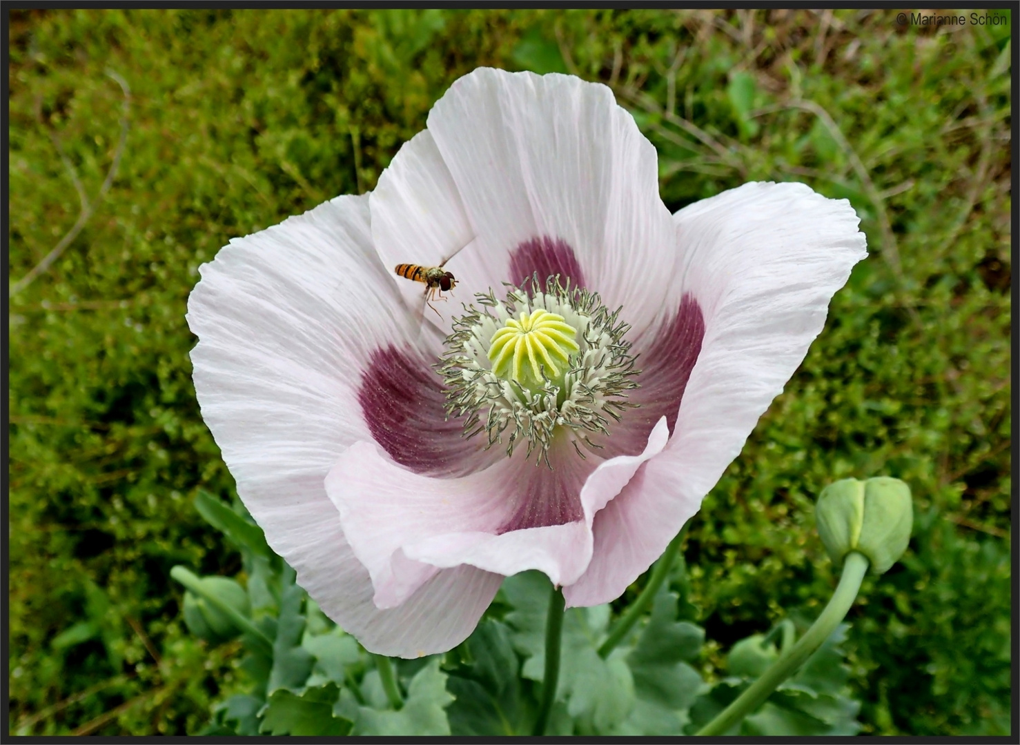 Lila Mohn mit Schwebi... Foto & Bild | dokumentation, natur, mohn ...