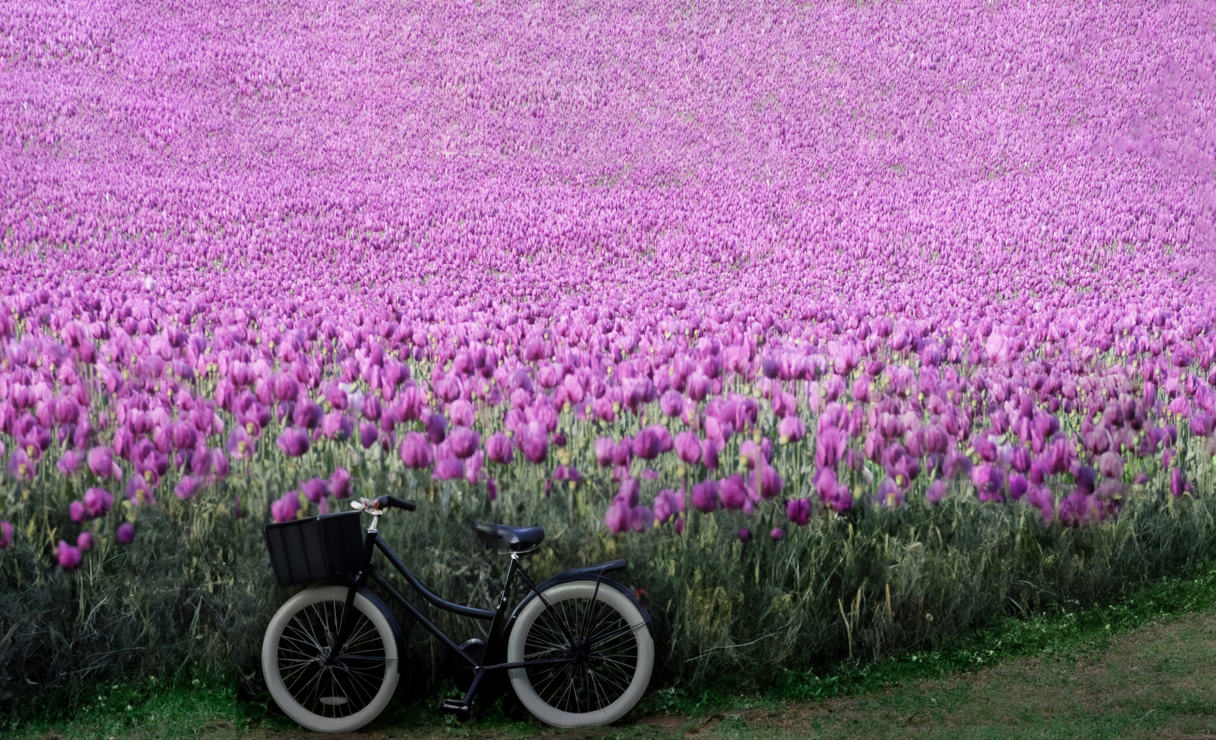 Lila Mohnfeld mit Feldweg und Rad Foto & Bild | mohnfeld, fotomontage ...