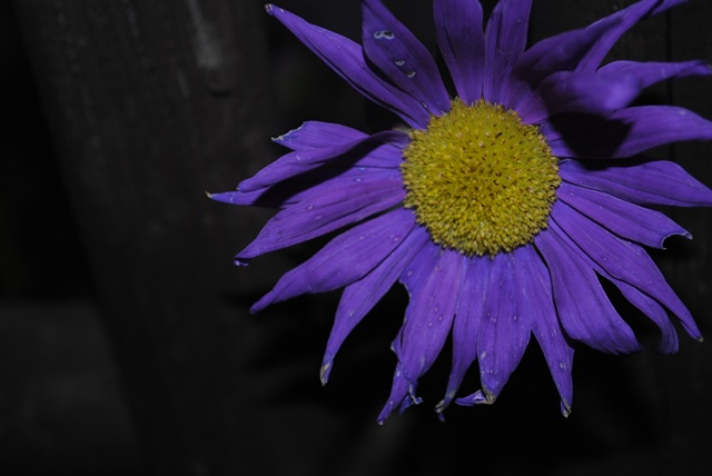 lila oder flida ? Foto & Bild | pflanzen, pilze & flechten, blüten ...