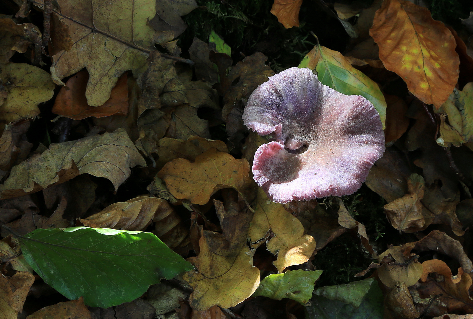 lila pilz Foto & Bild | pflanzen, pilze & flechten, pilze & flechten ...