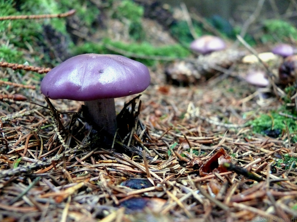 Lila Pilz? Foto & Bild | pflanzen, pilze & flechten, pilze & flechten ...