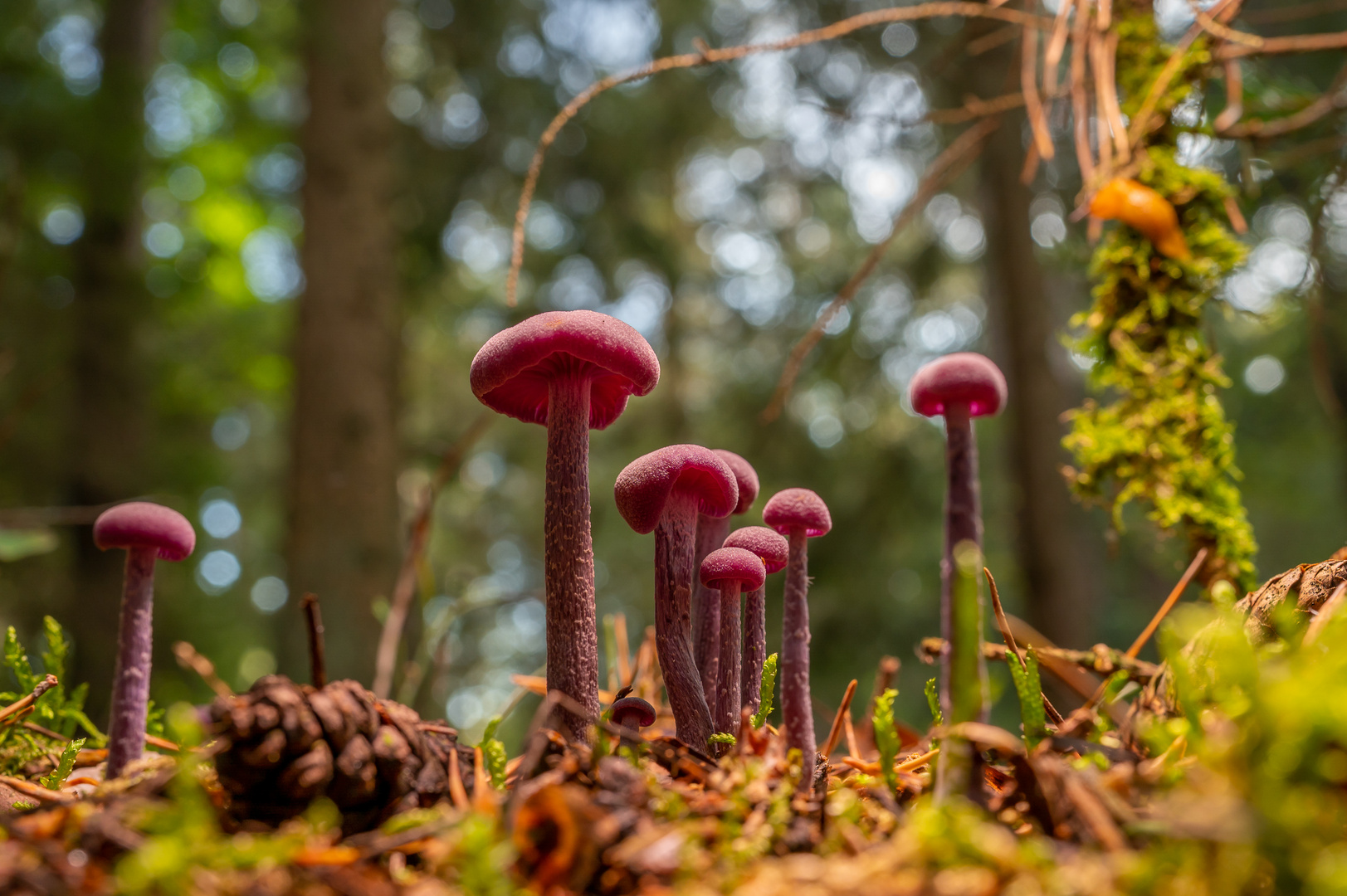 Lila Pilzfamilie Foto & Bild | pflanzen, pilze & flechten, landschaft ...
