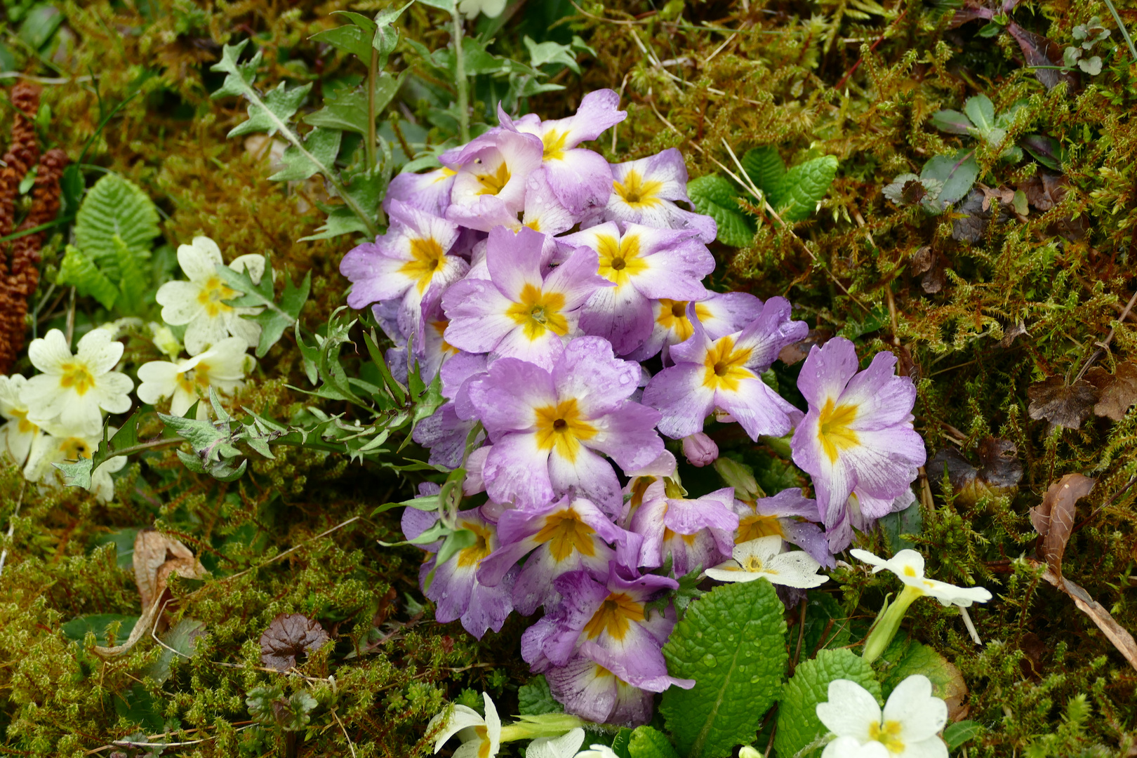 Lila Primeln Foto & Bild | spezial, frühling, natur Bilder auf ...