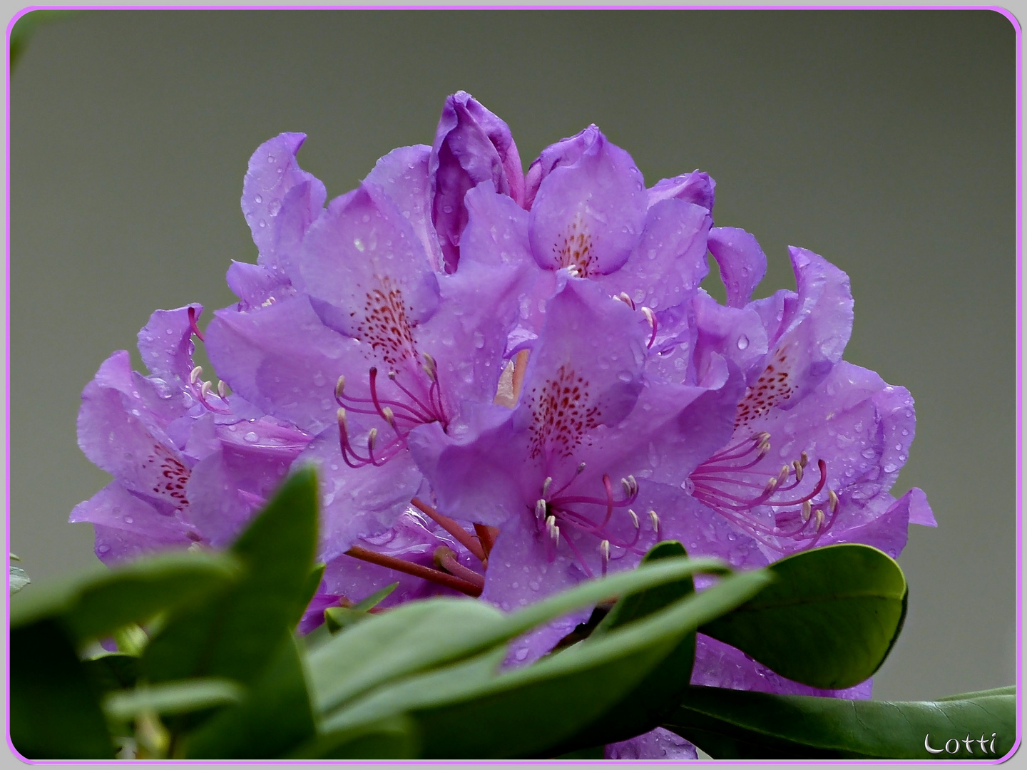 Lila Rhodendron Foto & Bild | pflanzen, pilze & flechten, collagen und ...