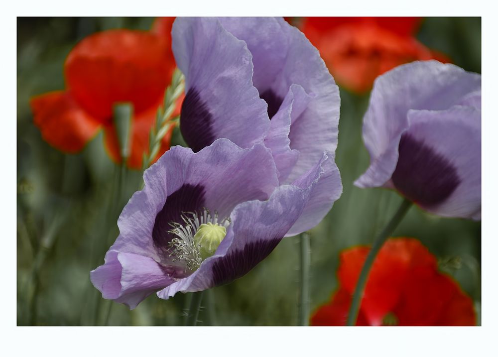 °Lila & Rot° Foto & Bild | licht, natur, mohn Bilder auf fotocommunity