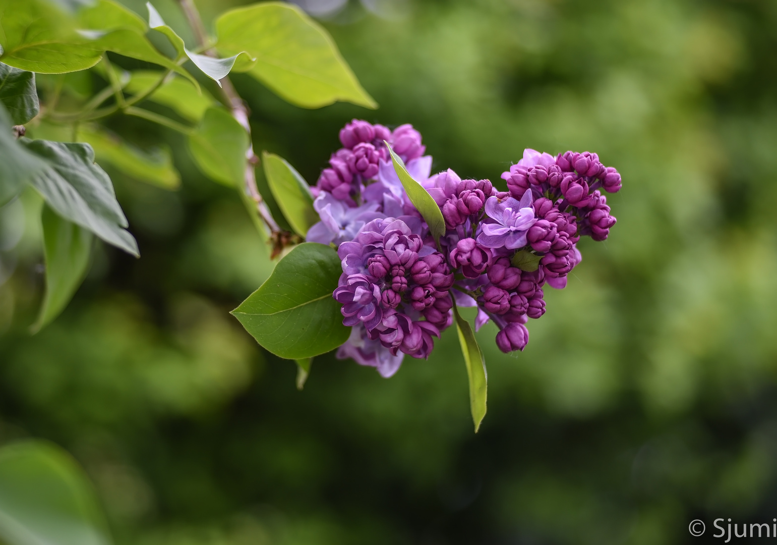 Lilac Foto & Bild | makro, frühling, natur Bilder auf fotocommunity