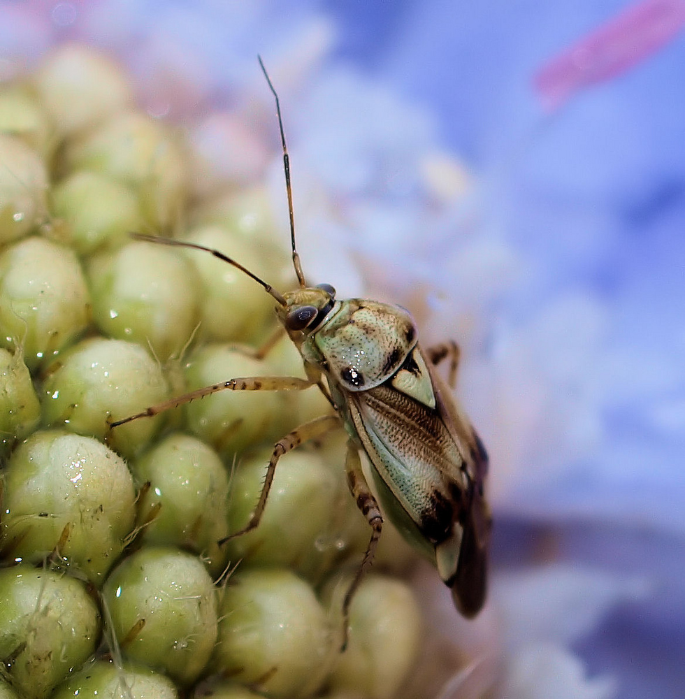 Lilalaune Wanze Foto & Bild | tiere, wildlife, insekten Bilder auf ...