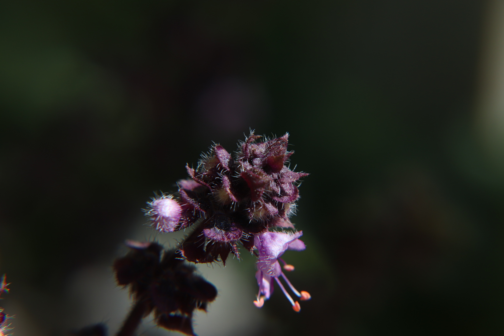 Lilane Blüte Foto & Bild | fotos, canon, sommer Bilder auf fotocommunity