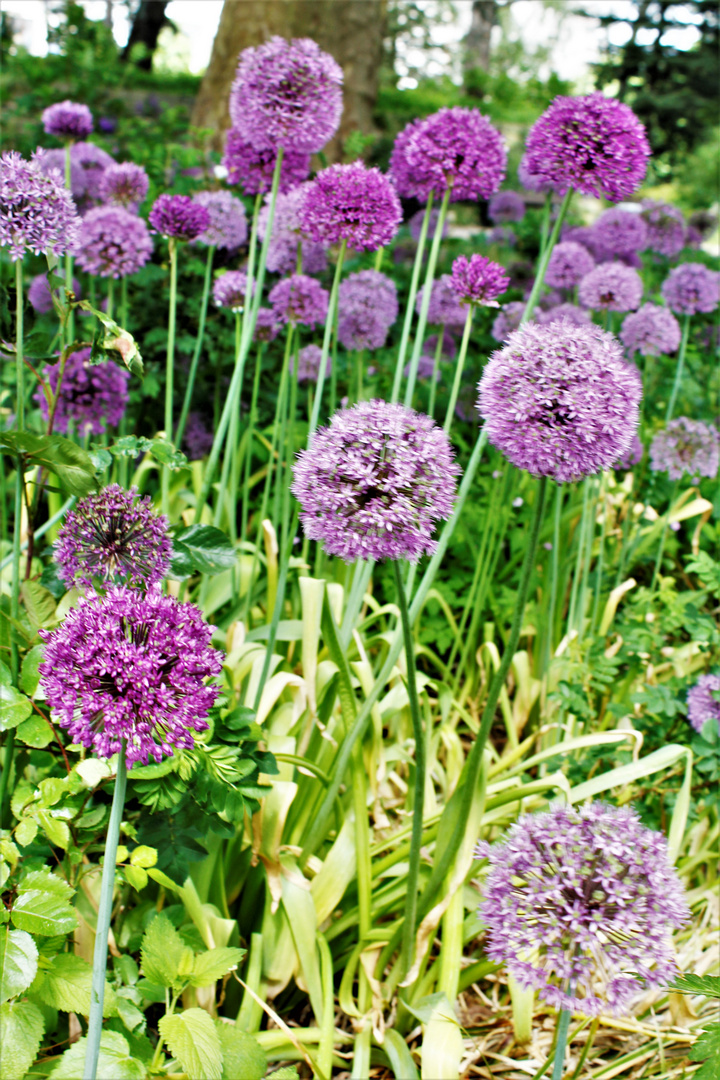 Lilane Kugeln Foto & Bild | monatswettbewerbe natur, 2022, 05 geometrie ...