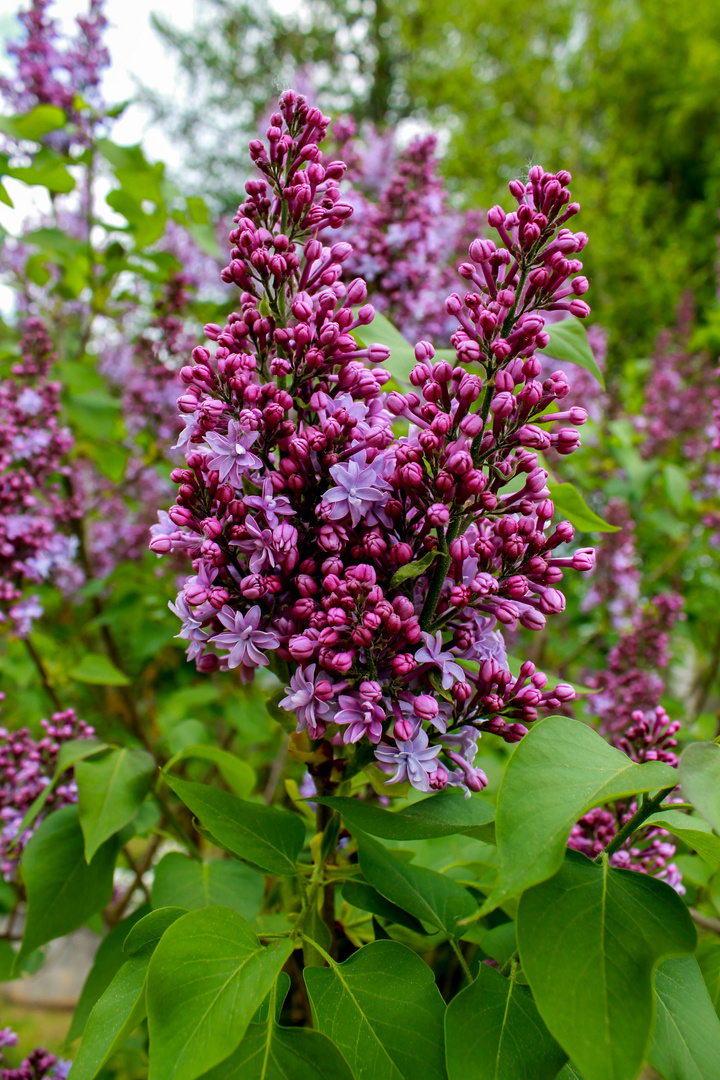 Lilas photo et image | nature, fleurs, amour perdu Images fotocommunity