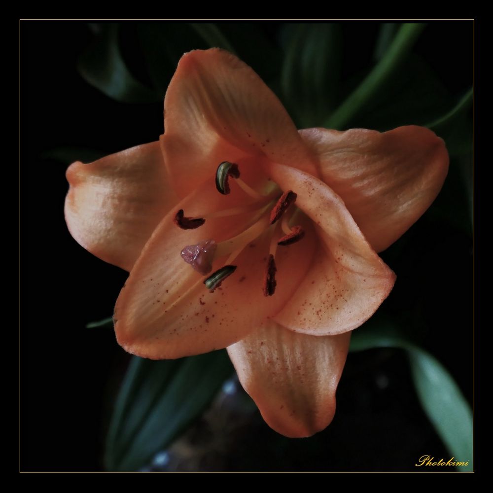 Lilie Foto & Bild | spezial, natur, pflanzen Bilder auf fotocommunity